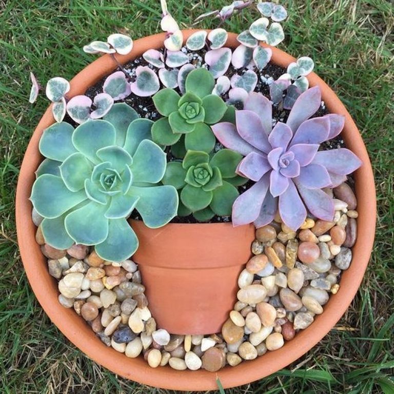 20+ Easy And Cheap Ways To Make Succulent Garden In Your Backyard