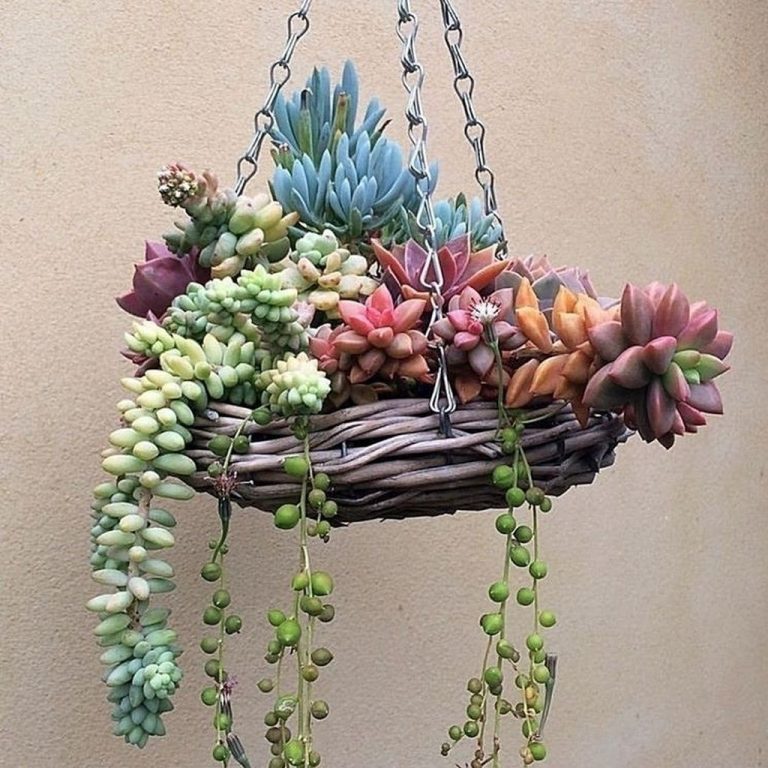 20+ Easy And Cheap Ways To Make Succulent Garden In Your Backyard