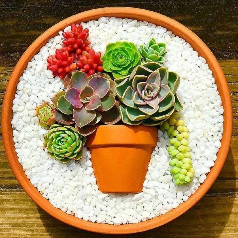 20+ Easy And Cheap Ways To Make Succulent Garden In Your Backyard