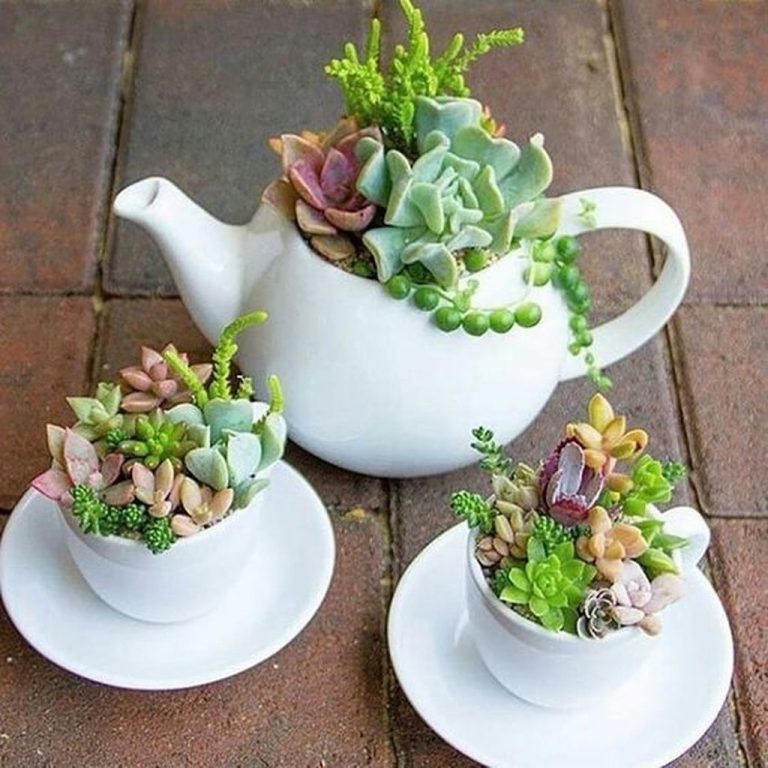 20+ Easy And Cheap Ways To Make Succulent Garden In Your Backyard