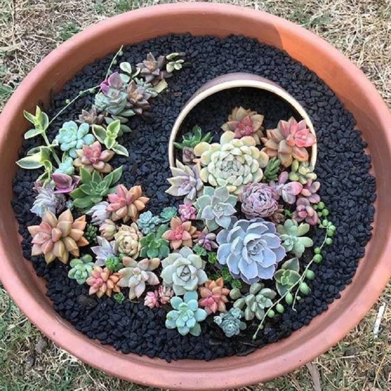 20+ Easy And Cheap Ways To Make Succulent Garden In Your Backyard