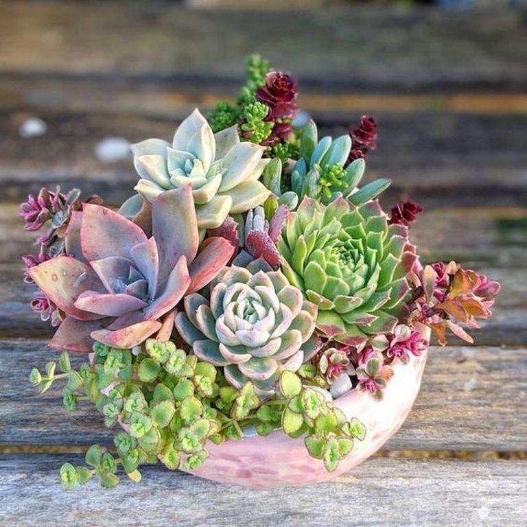 20+ Easy And Cheap Ways To Make Succulent Garden In Your Backyard
