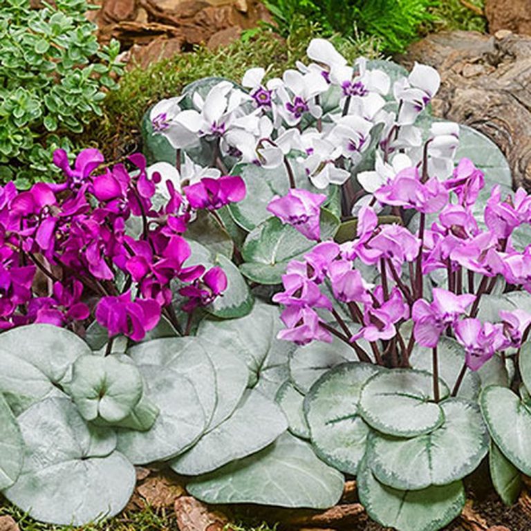 20+ Stunning Spring Flower Garden Ideas With Perfect Lighting To ...